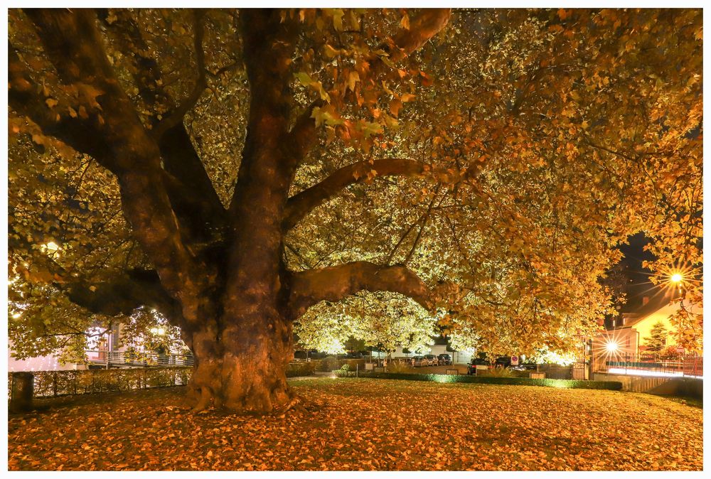 Goldener Herbst Foto & Bild | landschaft, jahreszeiten, herbst Bilder auf fotocommunity