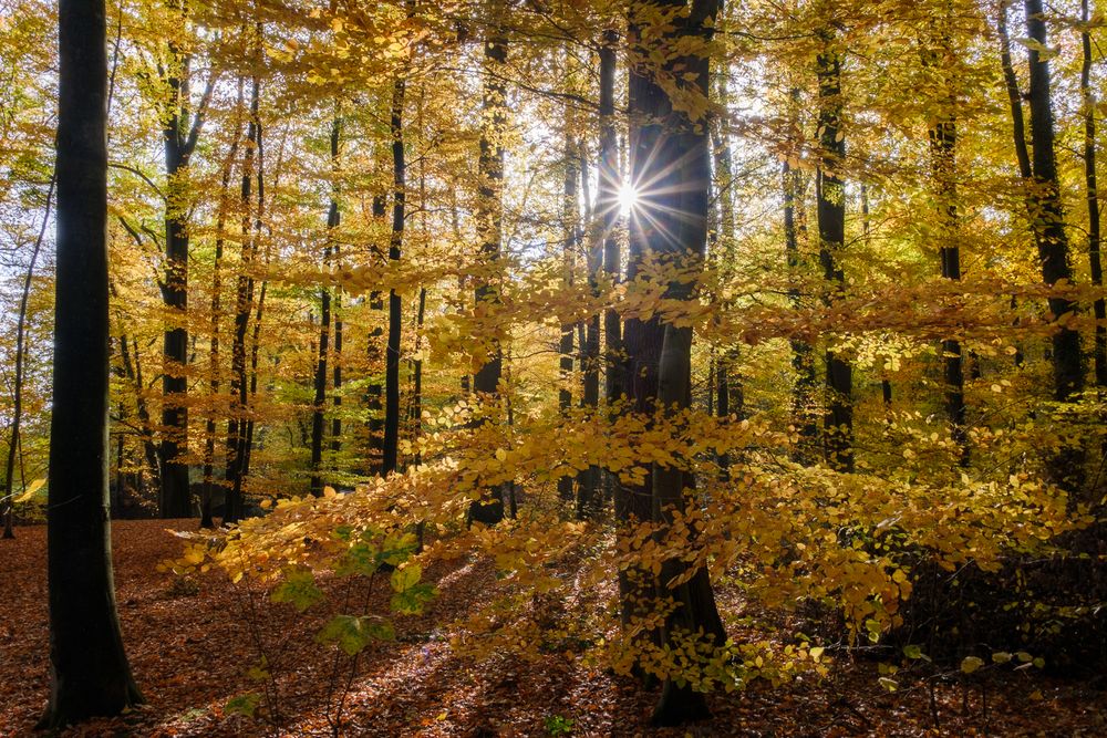 Goldener Herbst Foto & Bild | landschaft, jahreszeiten, herbst Bilder auf fotocommunity