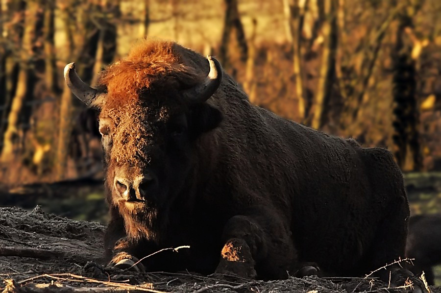 Goldener Herbst !?! Foto & Bild | tiere, zoo, wildpark & falknerei ...