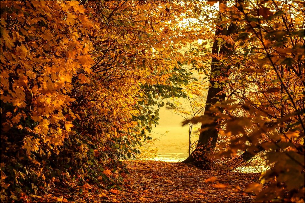 Goldener November (3) Foto & Bild | art, world, spezial Bilder auf ...