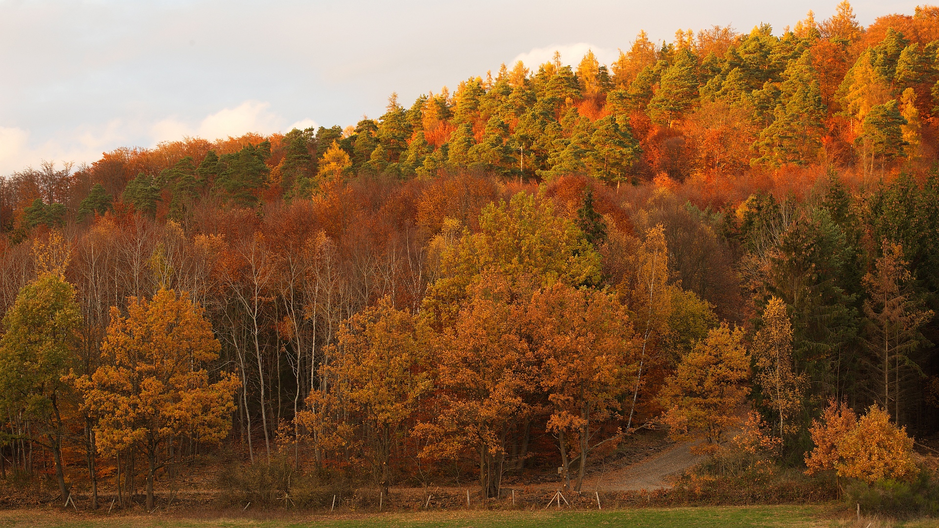 Goldener November Foto & Bild | wald, bäume, natur Bilder auf fotocommunity