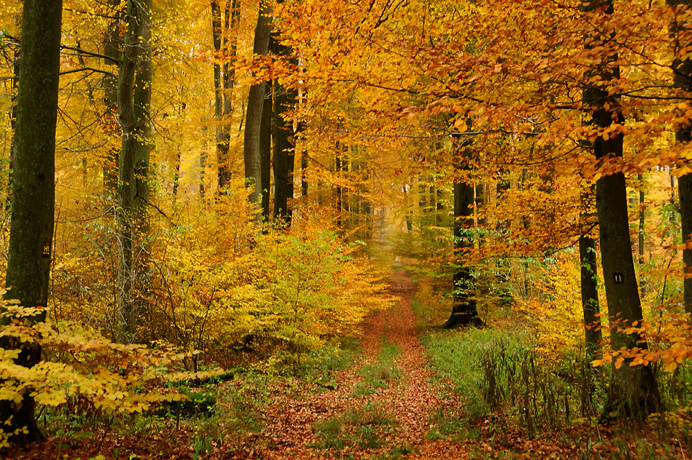 Goldener November Foto & Bild | jahreszeiten, herbst, natur Bilder auf fotocommunity