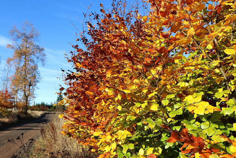 Goldener Oktober Foto & Bild | landschaft, jahreszeiten, herbst Bilder auf fotocommunity