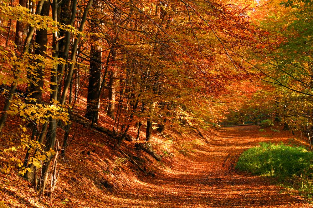 Goldener Oktober Foto & Bild | jahreszeiten, oktober, wald Bilder auf ...