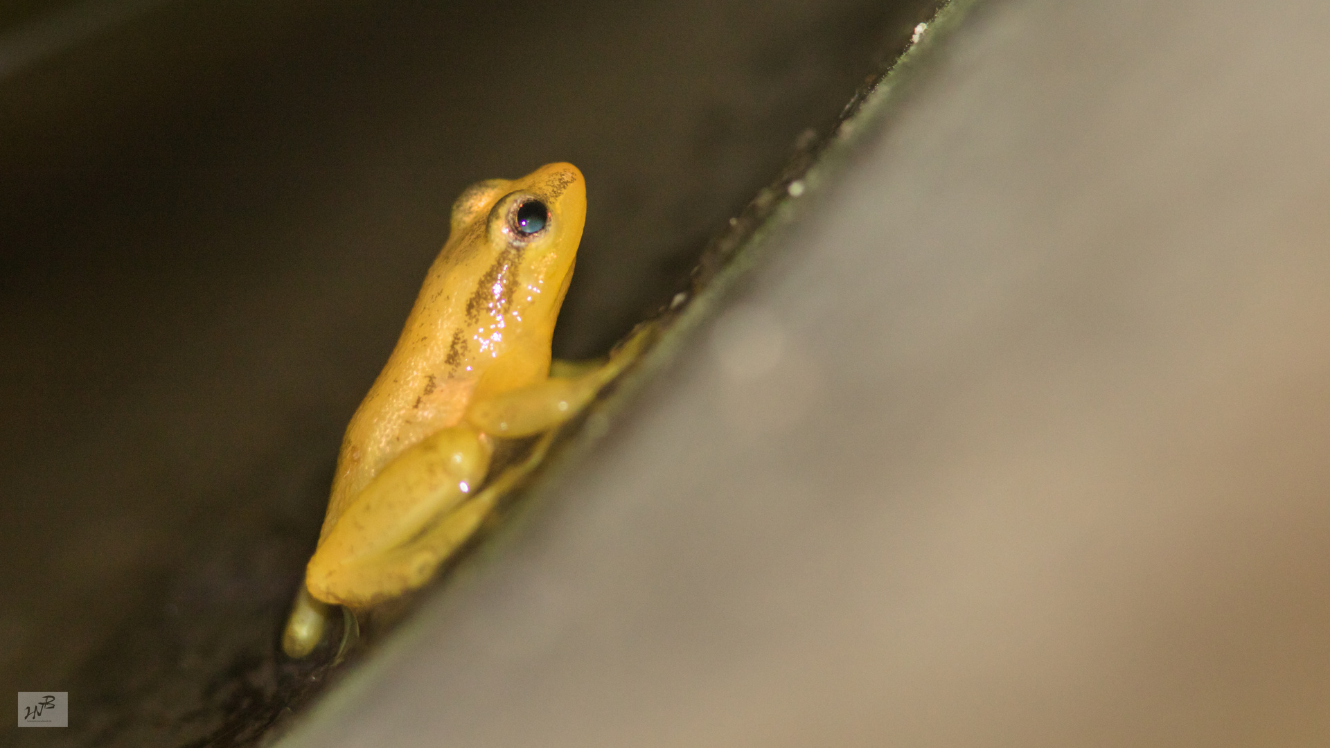 Goldener Pfeilgiftfrosch (Colostethus beebei) Foto & Bild | tiere ...
