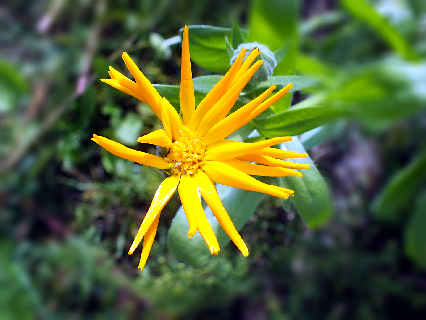 Goldener Stern Foto & Bild | pflanzen, pilze & flechten, blüten ...