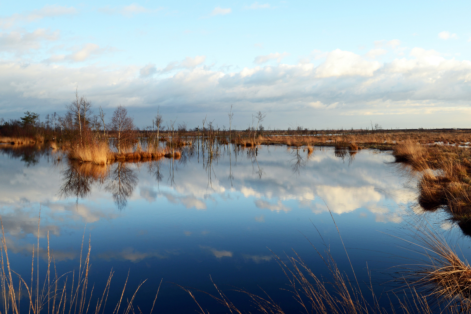 Goldenstedter Moor Foto & Bild | landschaft, moor, natur Bilder auf ...