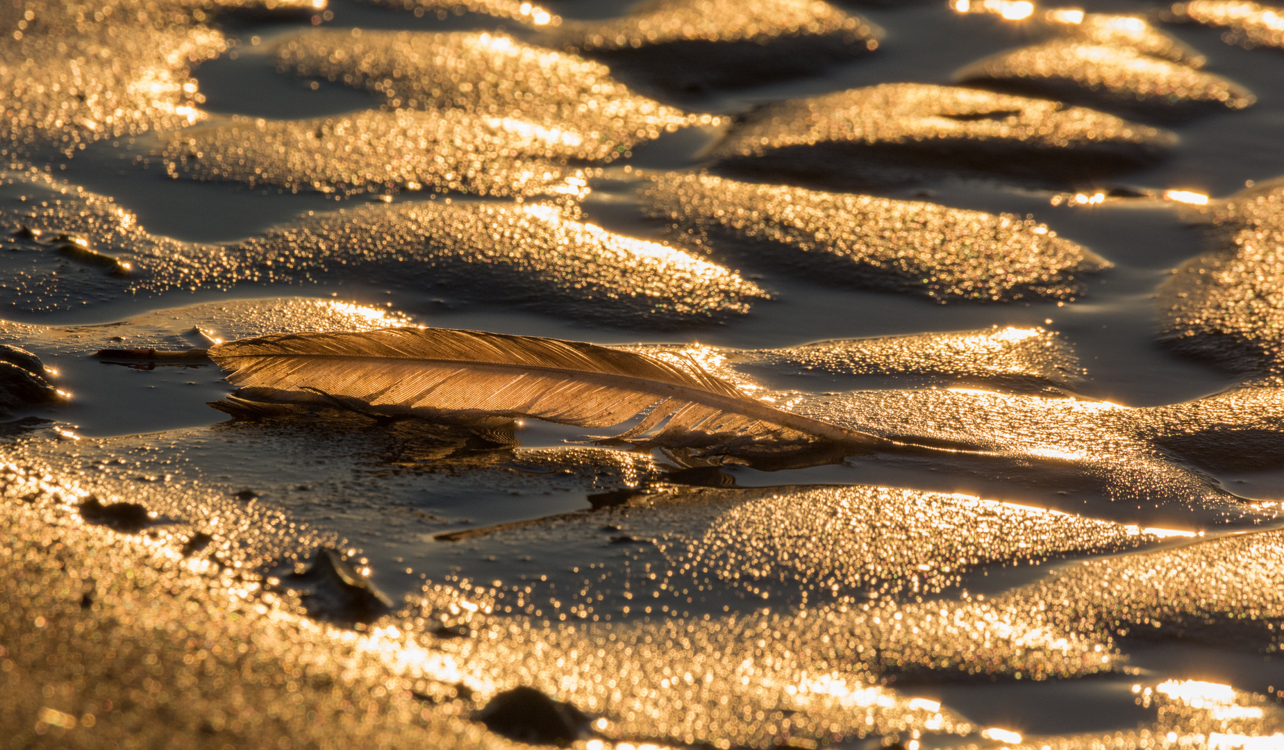 Goldfeder Foto & Bild | die elemente, sonnenuntergang, feder Bilder auf ...