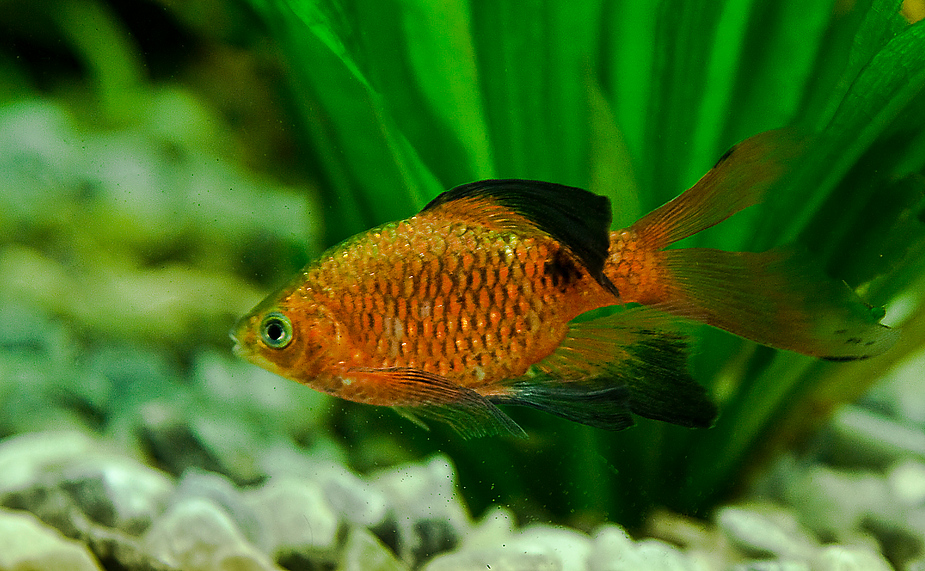 Goldfisch Foto & Bild | tiere, zoo, wildpark & falknerei, zoo: fische ...