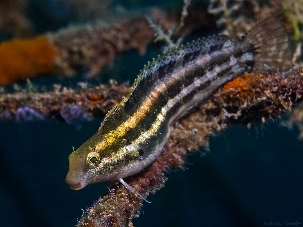 Goldfisch Foto & Bild | asien, natur, fauna Bilder auf fotocommunity