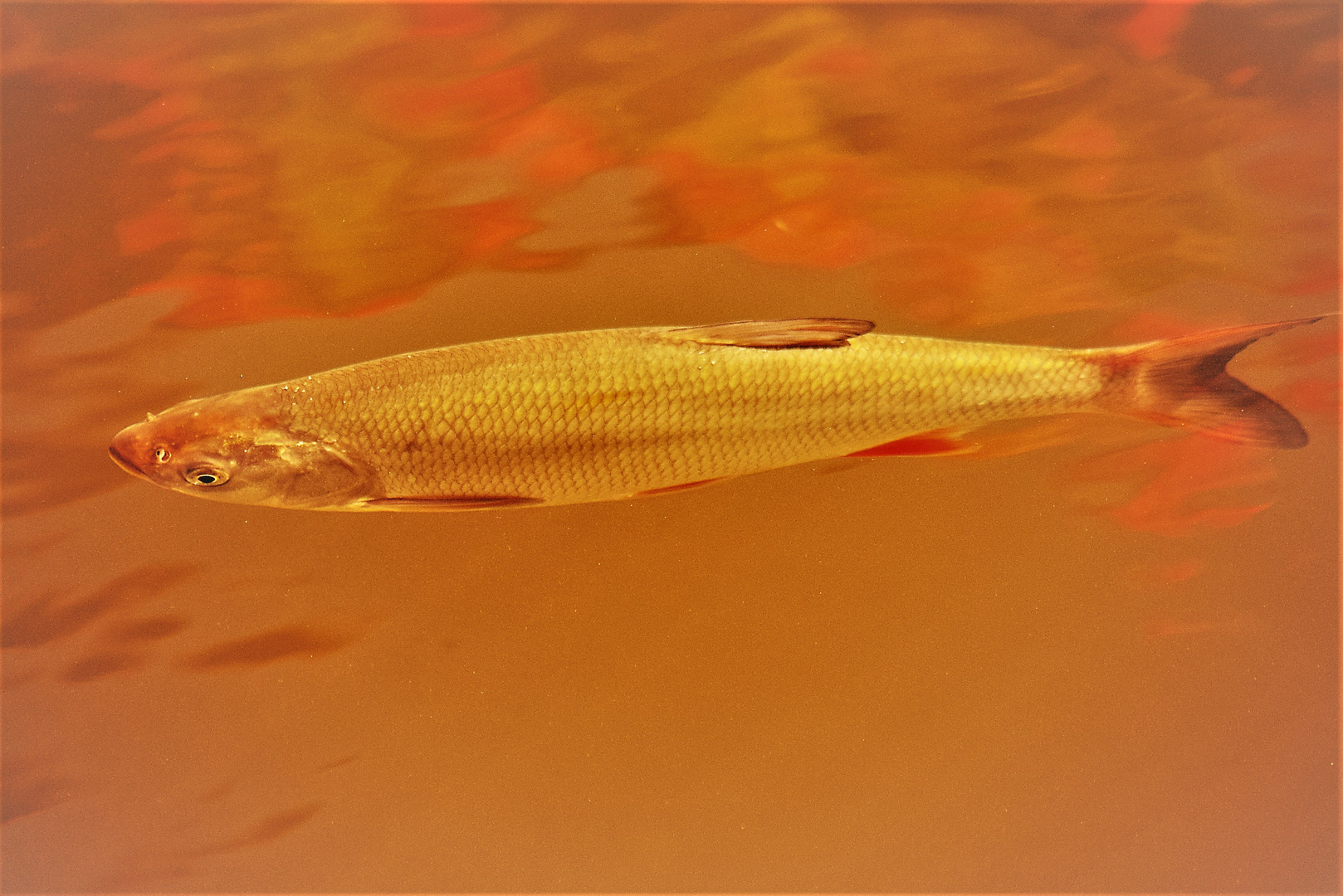 Goldfisch? Foto & Bild | tiere, wildlife, fische Bilder auf fotocommunity