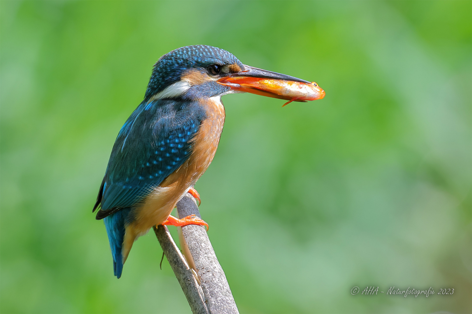 Goldfisch - Heute nur vom Feinsten Foto & Bild | tiere, wildlife, wild ...