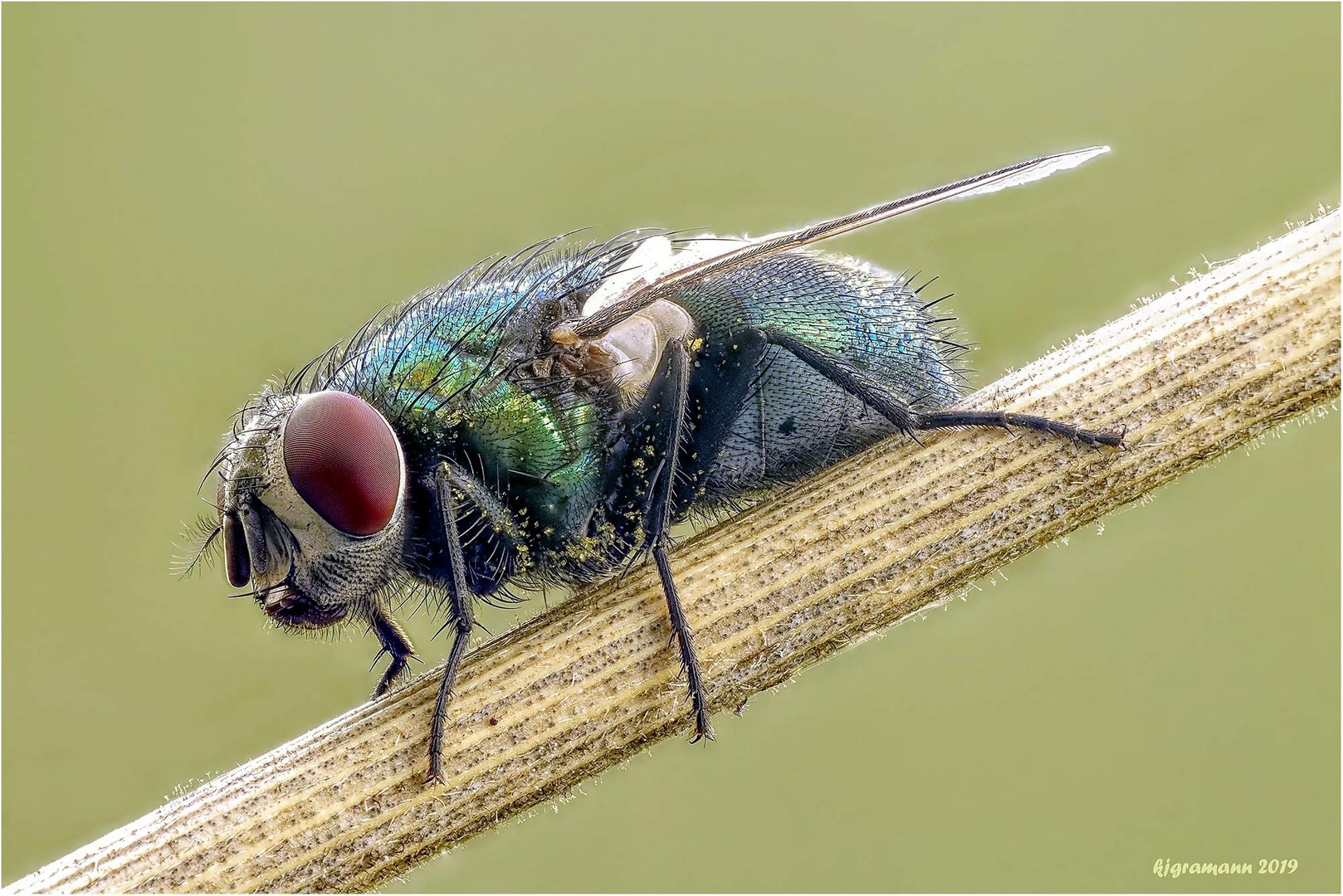 goldfliege (lucilia sericata) .... Foto & Bild | makro, natur, fliege ...