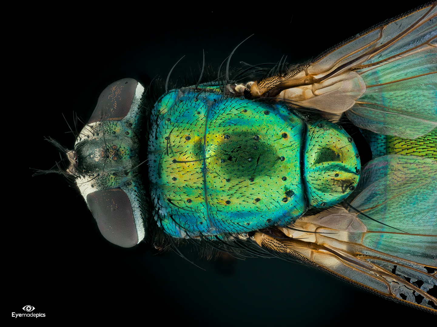 Goldfliege (Lucilia sericata) Foto & Bild | nah- & makro, tiere ...