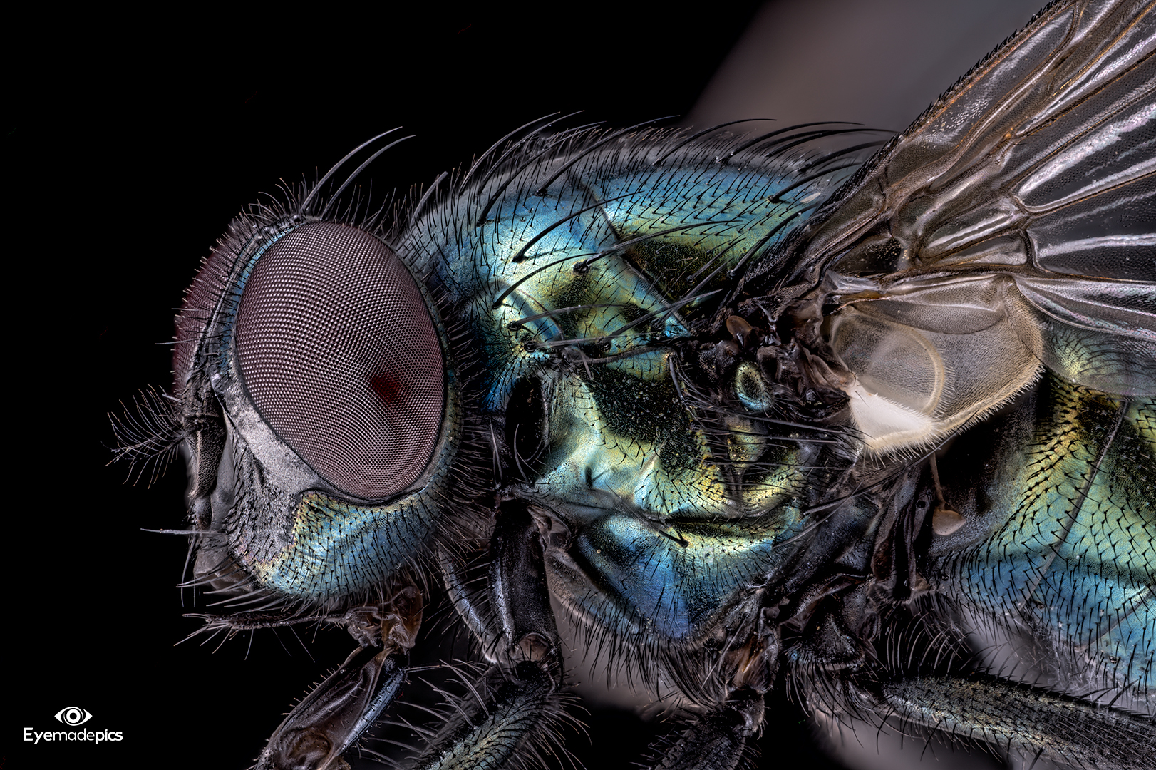 Goldfliege (Lucilia sericata) Foto & Bild | nah- & makro, tiere ...