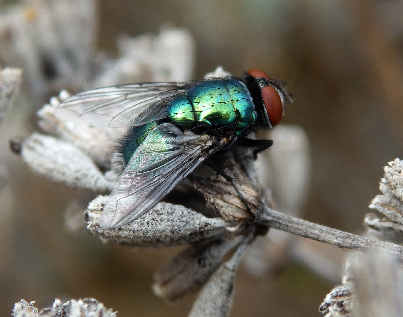 Goldfliege (Lucilia sp.) auf verblühtem Lavendel Foto & Bild | tiere ...