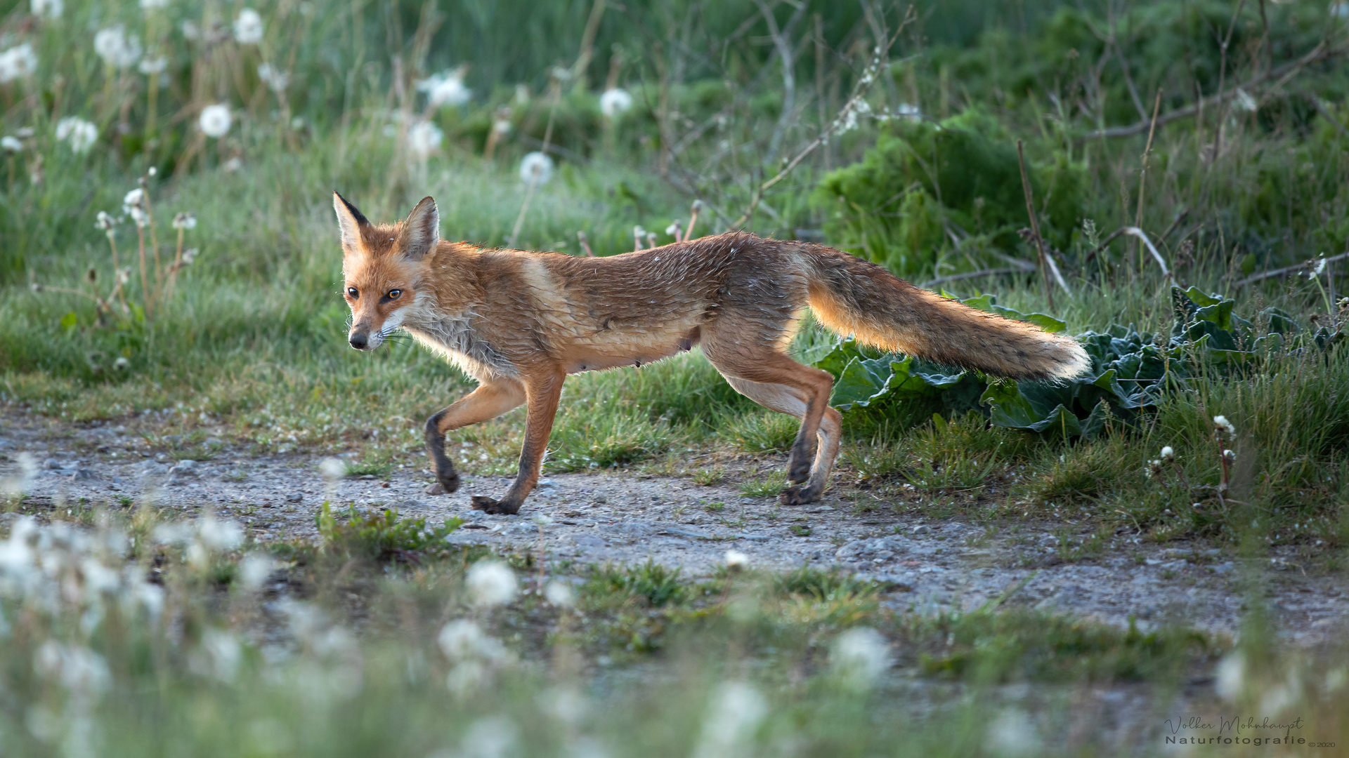 GOLDFUCHS Foto & Bild | tiere, wildlife, säugetiere Bilder auf ...