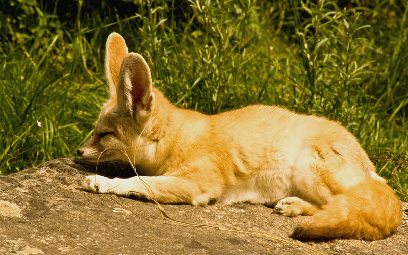 Goldfuchs Foto & Bild | tiere, zoo, wildpark & falknerei, säugetiere ...