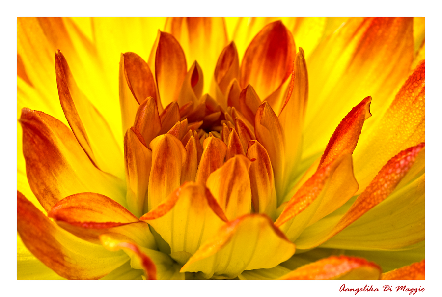 Goldgelb Foto & Bild | pflanzen, pilze & flechten, blüten ...