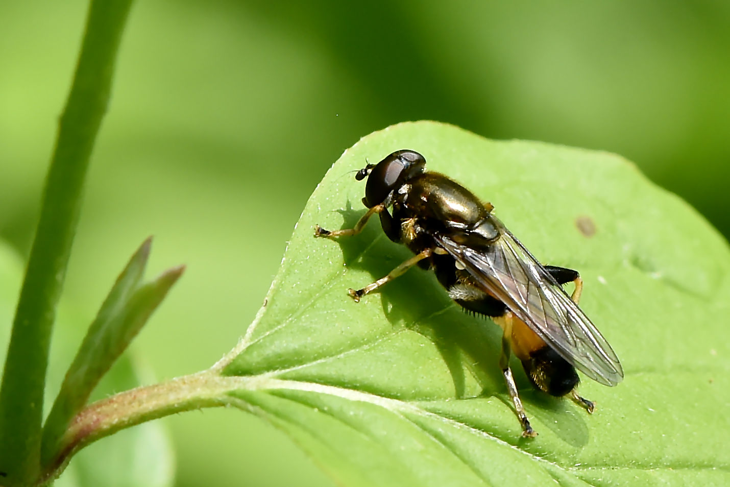 Goldhaar-Langbauchschwebfliege Foto & Bild | makro, natur, fliege ...