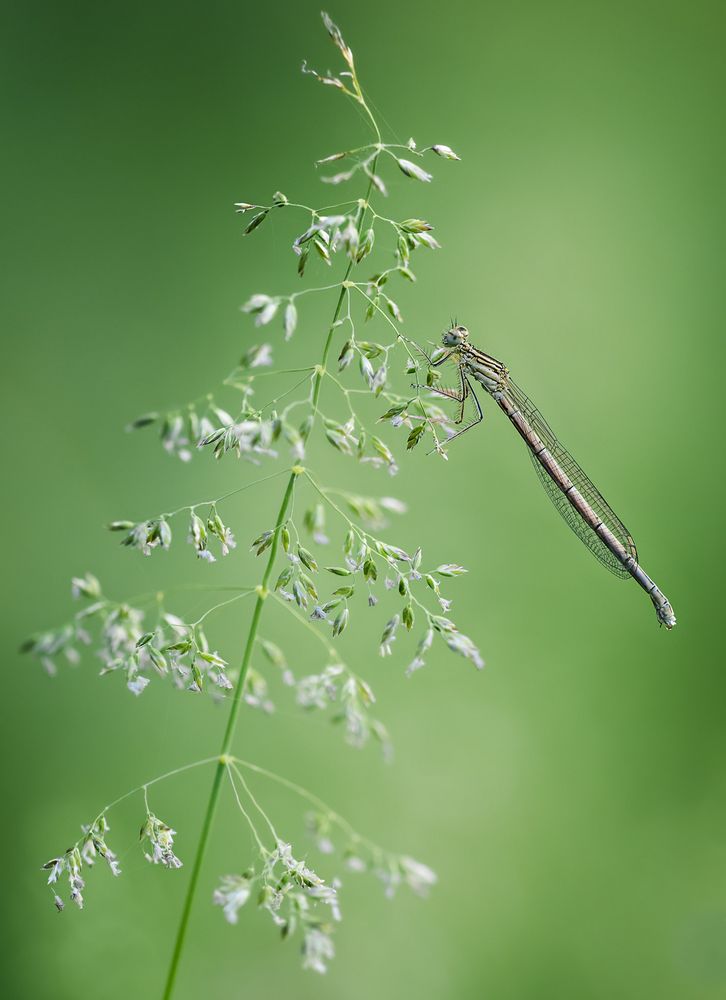 Goldhafer Foto & Bild | makro, gras, natur Bilder auf fotocommunity