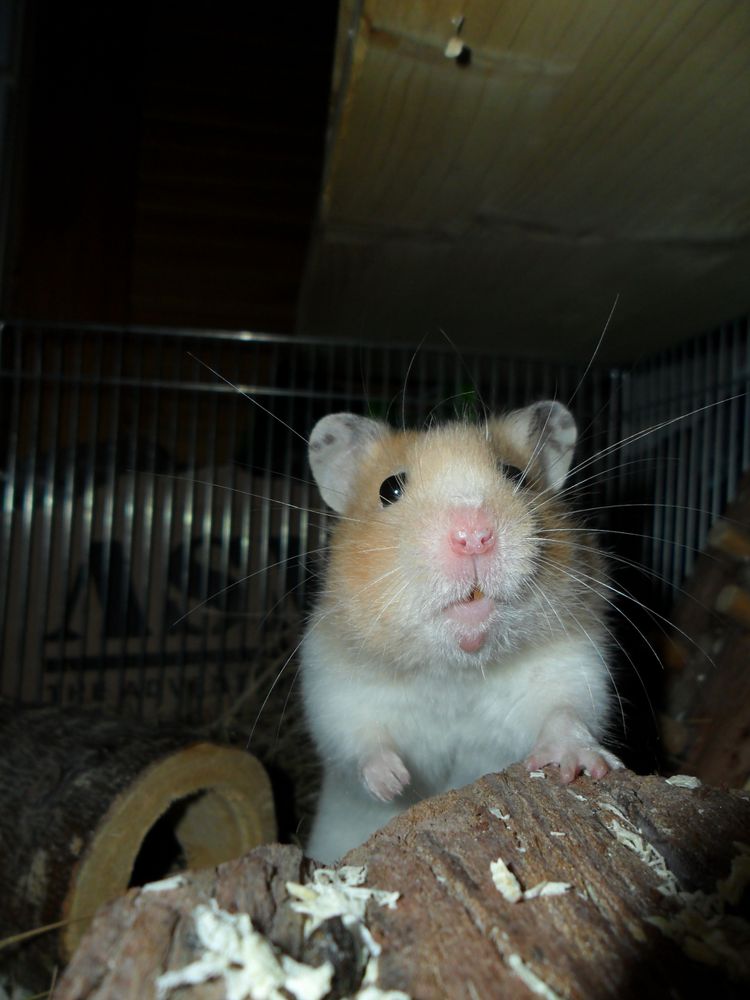 Goldhamster Foto & Bild | tiere, haustiere, nagetiere & kaninchen ...