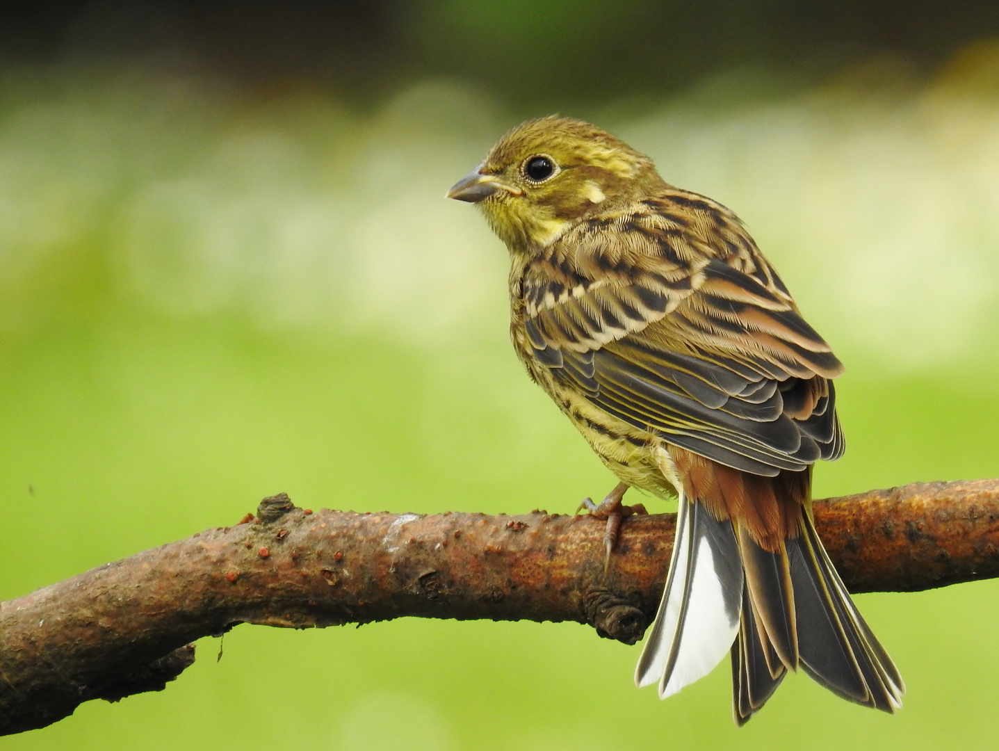 Goldige Ammer..... Foto & Bild | tiere, wildlife, wild lebende vögel ...
