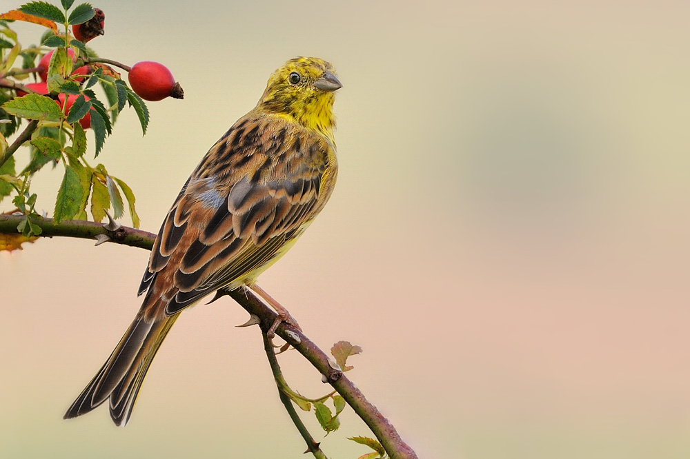 Goldige Ammer Foto & Bild | tiere, wildlife, wild lebende vögel Bilder ...