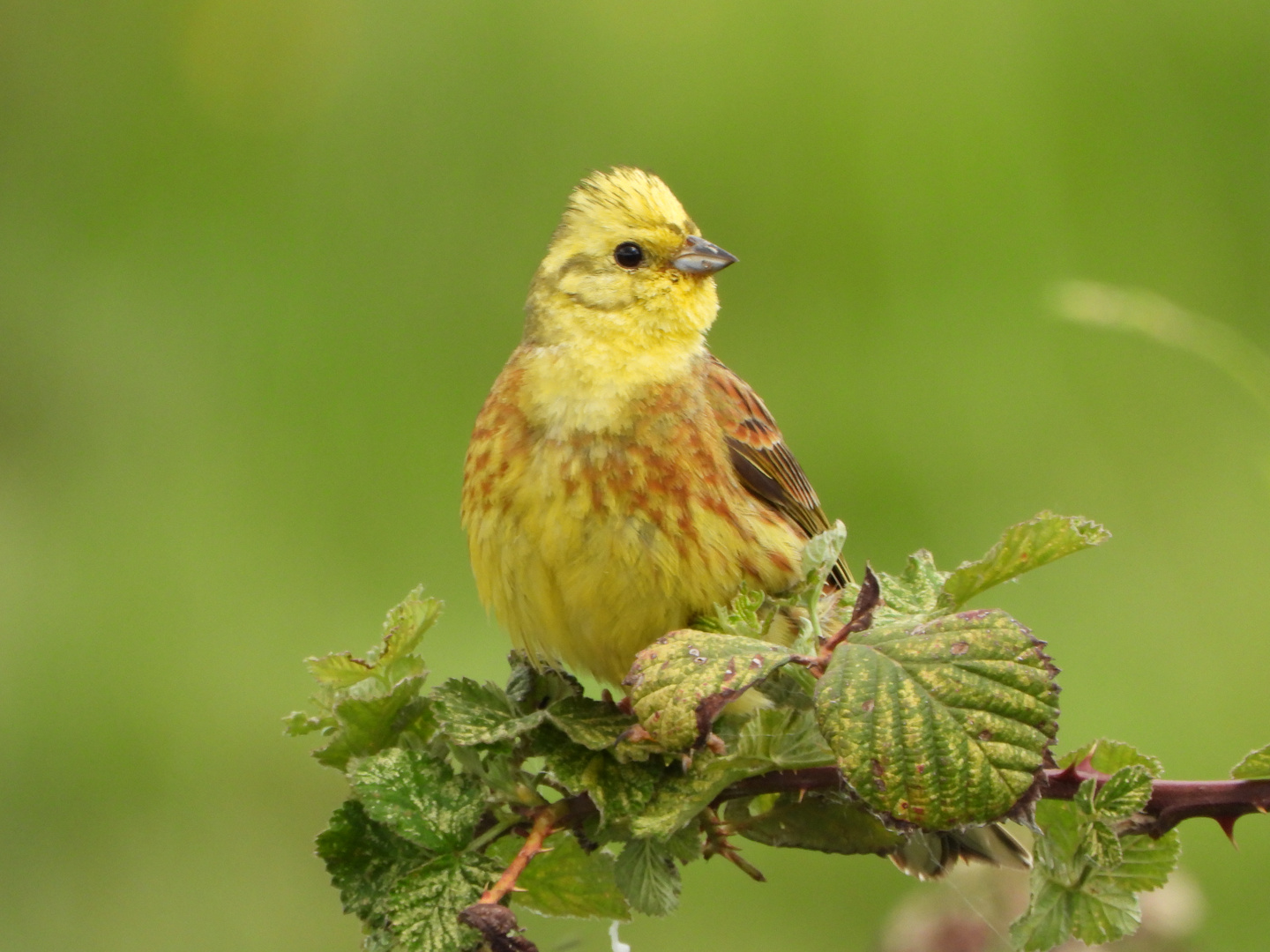goldige Ammer Foto & Bild | tiere, wildlife, wild lebende vögel Bilder ...