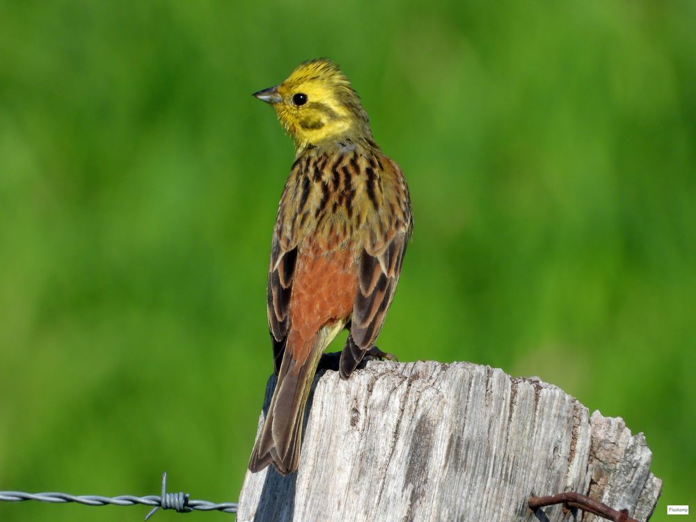 goldige Goldammer Foto & Bild | tiere, wildlife, wild lebende vögel ...