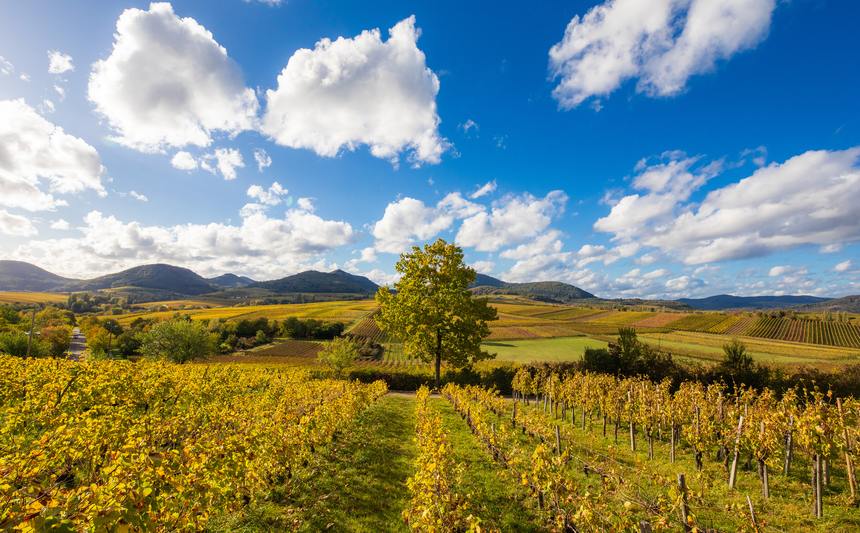 Goldige Pfalz Foto & Bild | deutschland, europe, rheinland-pfalz Bilder auf fotocommunity