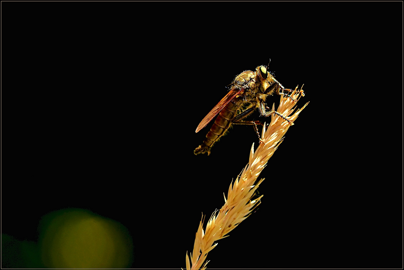 goldige Raubfliege Foto & Bild | spezial, natur, bokeh Bilder auf ...