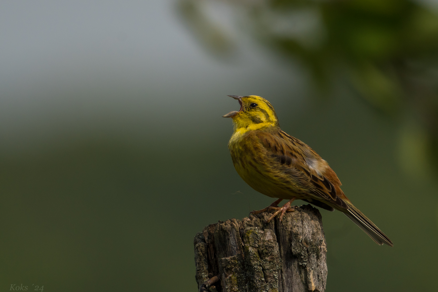 Goldiges Lied Foto & Bild | tiere, wildlife, wild lebende vögel Bilder ...