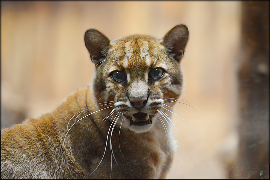 * Goldkatze * Foto & Bild | reportage dokumentation, tiere, zoo ...