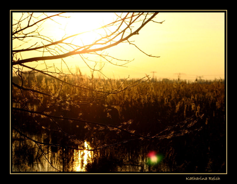 Goldmoor Foto & Bild | landschaft, moor, natur Bilder auf fotocommunity