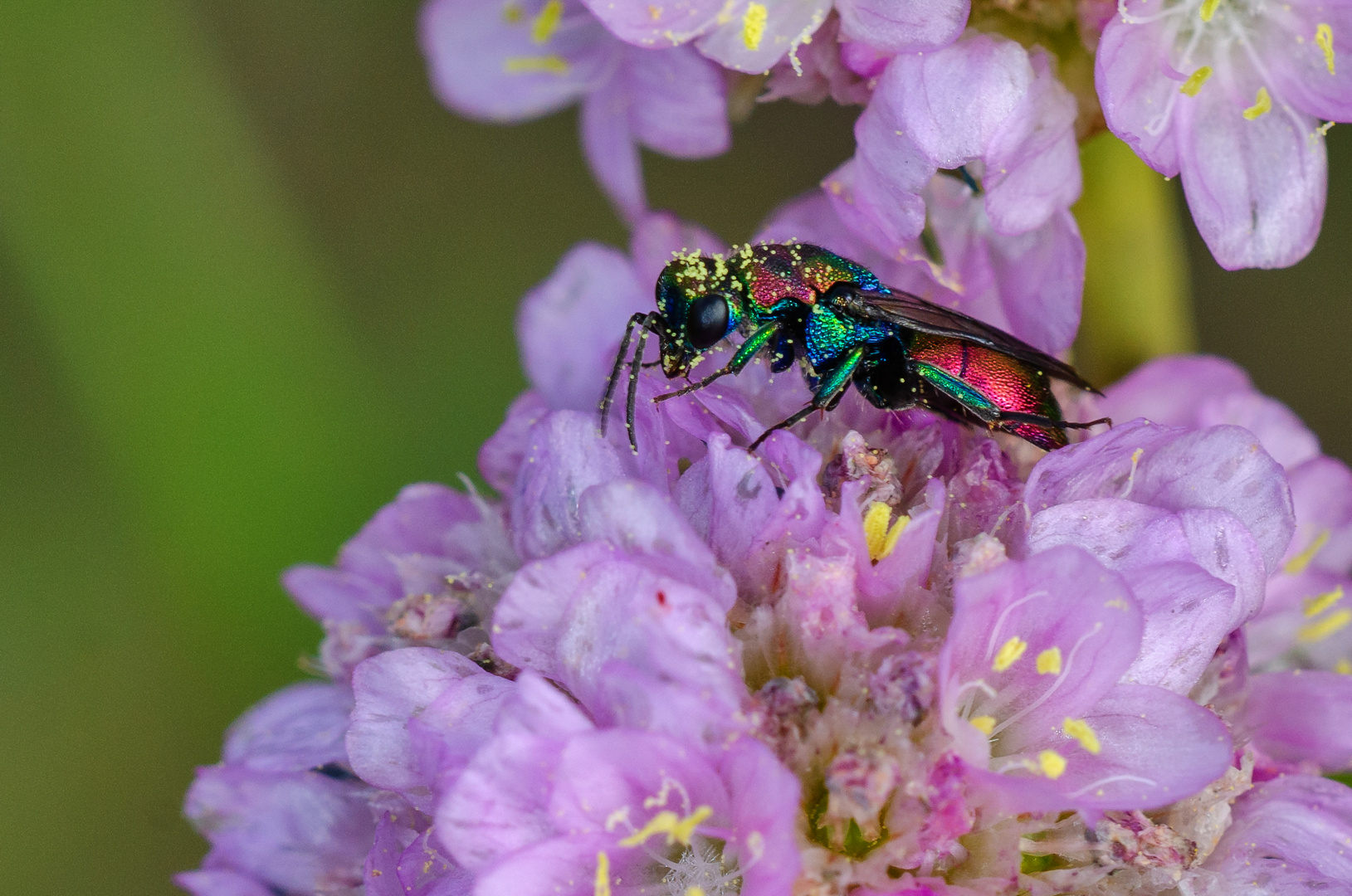 Goldwespe (Hedychrum rutilans) Foto & Bild | tiere, wildlife, insekten ...