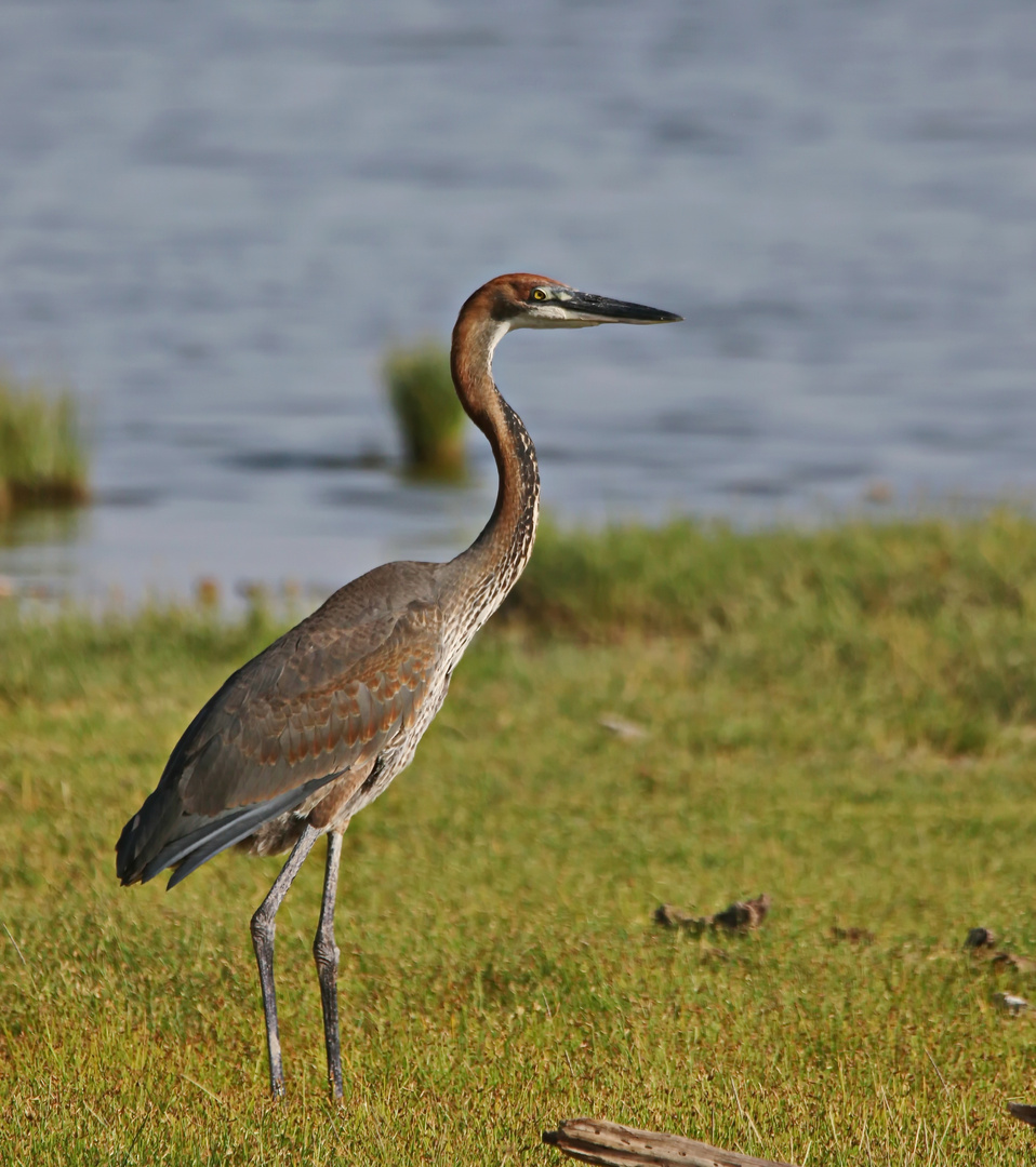 Goliath Foto & Bild | natur, afrika, tiere Bilder auf fotocommunity