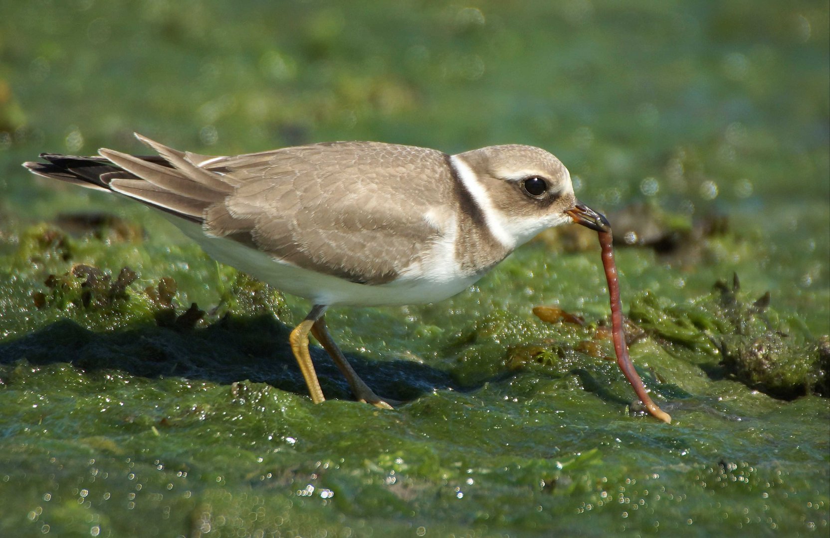 Goloso Imagen & Foto | animales, aves, aves de agua Fotos de fotocommunity