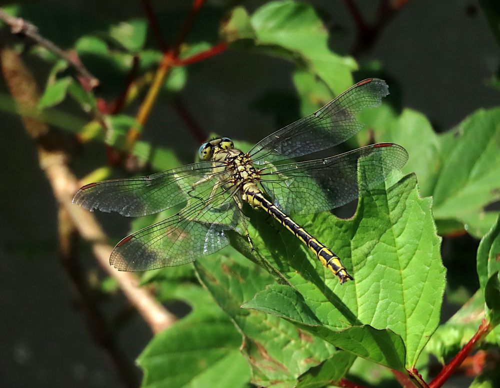 Gomphus pulchellus (Westliche Keiljungfer) Foto & Bild | tiere ...