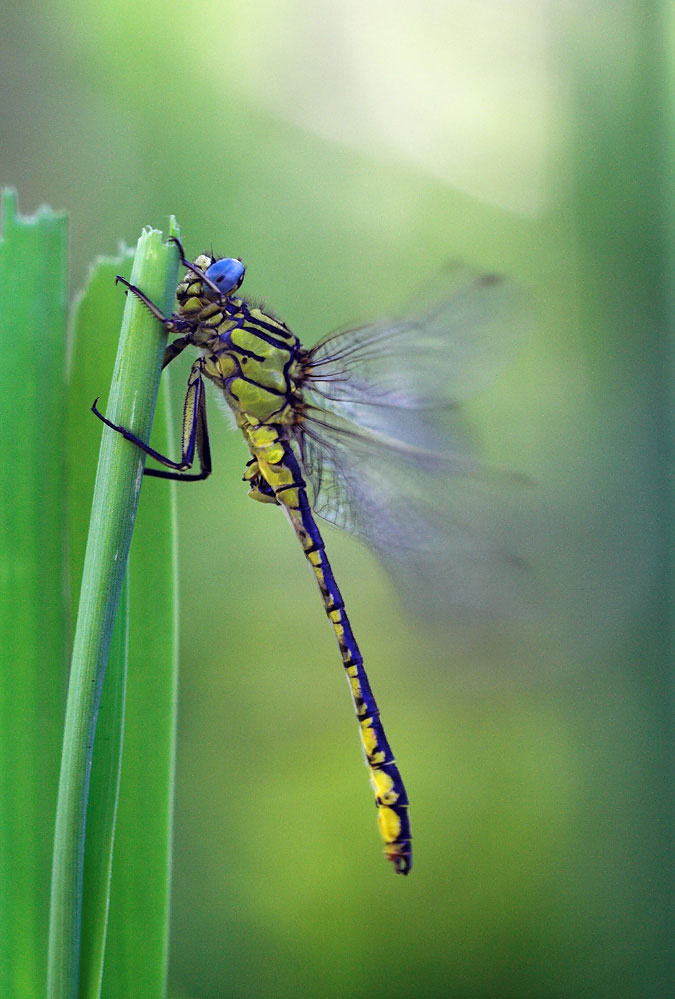 Gomphus simillimus -macho- Imagen & Foto | animales, macros, naturaleza ...