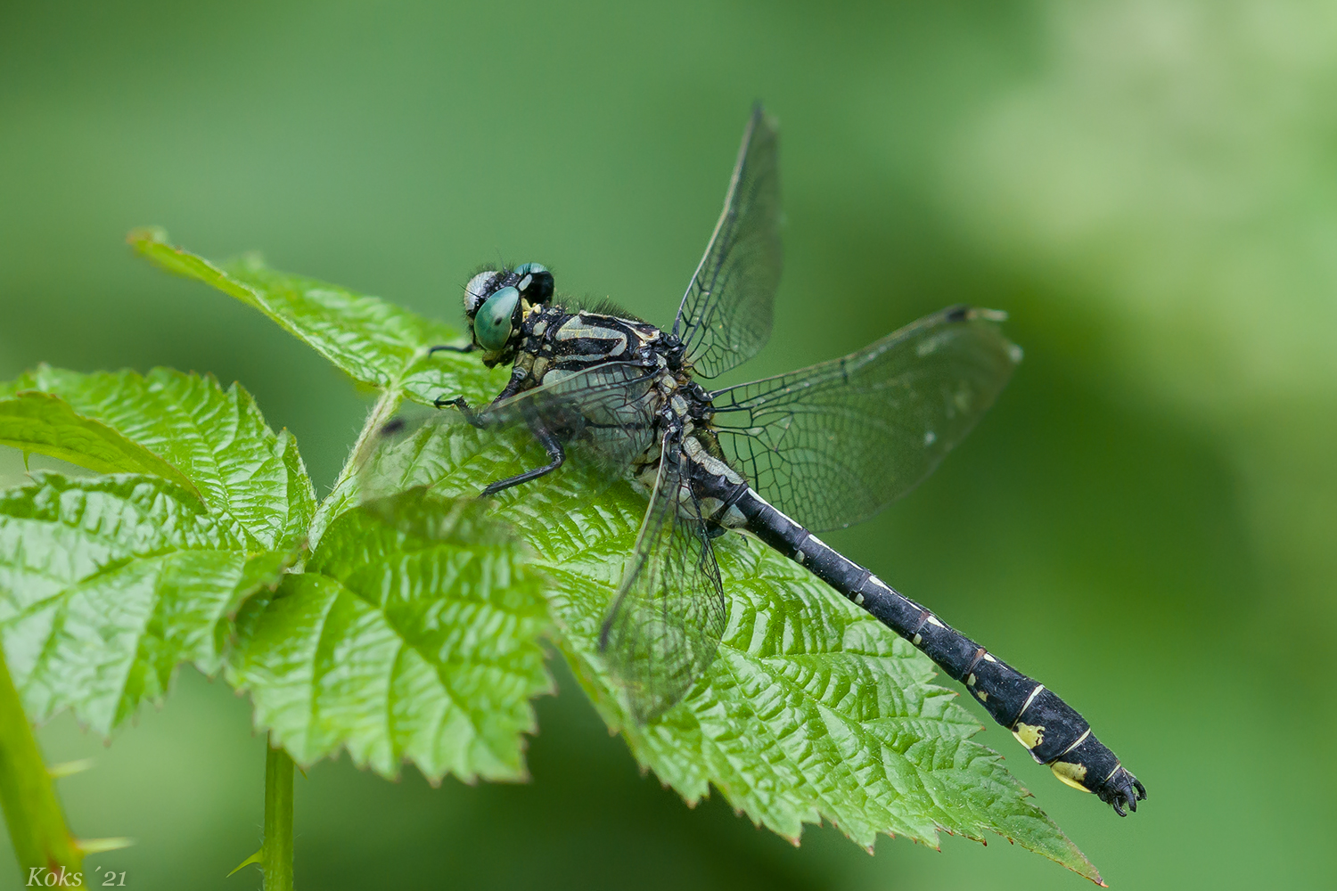 Gomphus vulgatissimus Foto & Bild | wald, sommer, makro Bilder auf ...