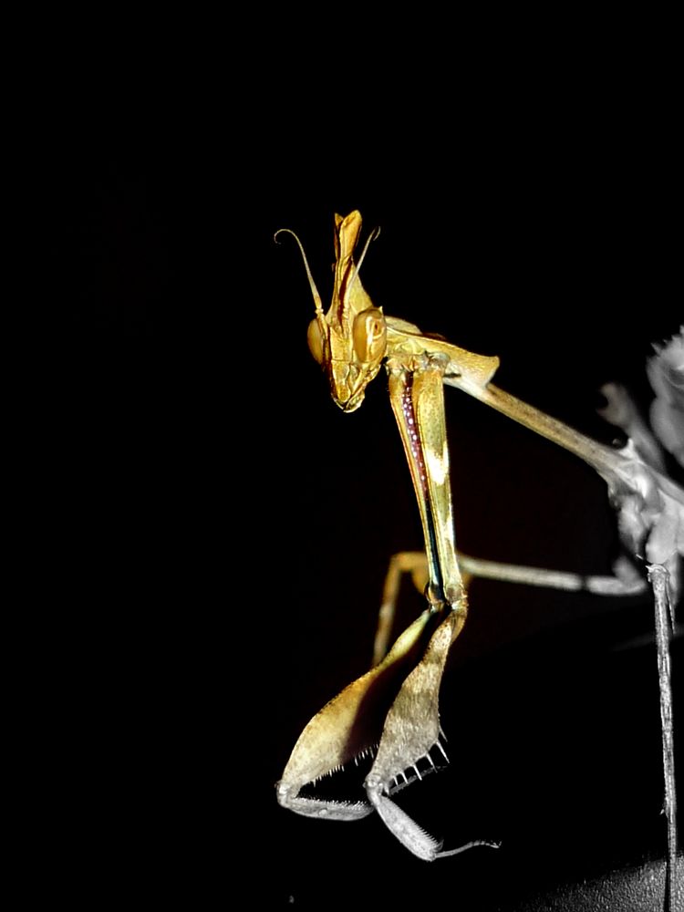 Gongylus, die "Wandelnde Geige" Foto & Bild | tiere, tierdetails, natur ...