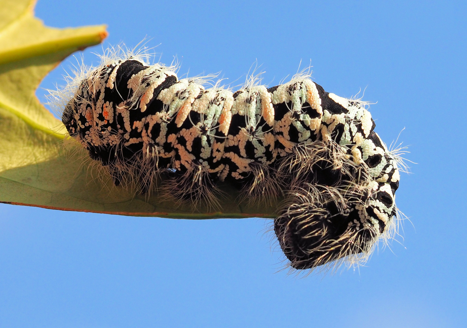 Gonimbrasia tyrrhea Foto & Bild | fotos, natur, insekten Bilder auf ...