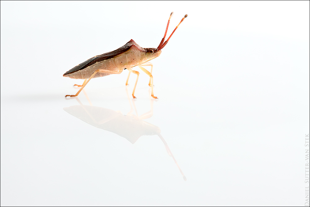 Gonocerus acuteangulatus Foto & Bild | tiere, wildlife, insekten Bilder ...