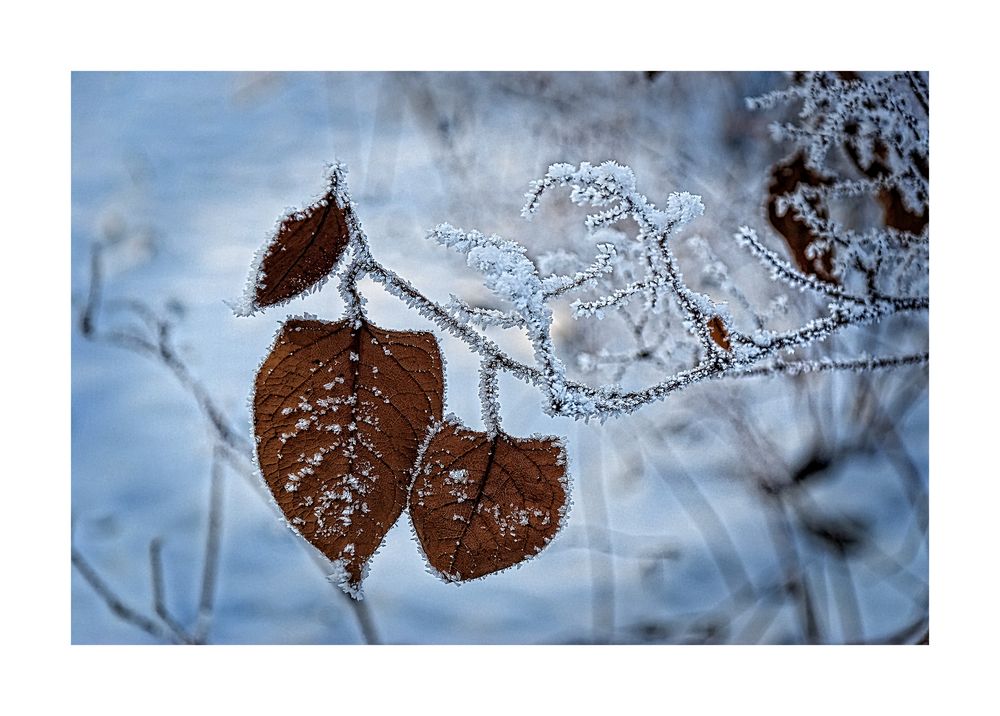 Goodby winter ! Foto & Bild | jahreszeiten, winter, makro Bilder auf ... Goodby winter ! Foto & Bild | jahreszeiten, winter, makro Bilder auf ...