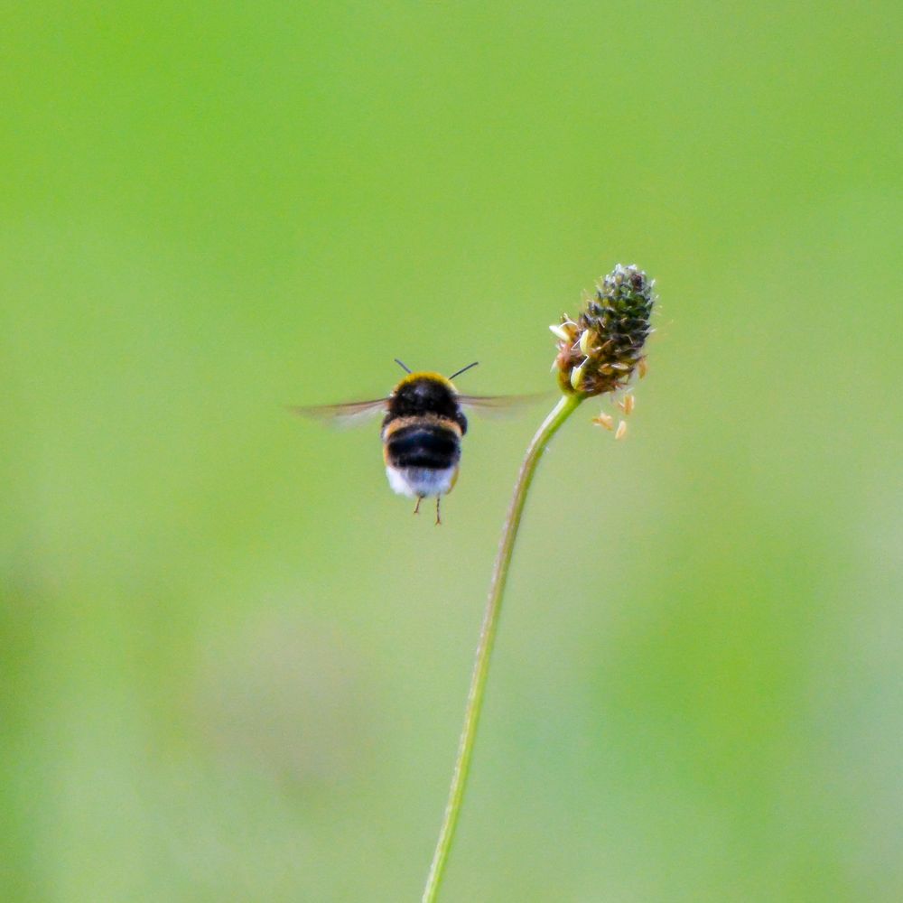 Goodbye and farewell, Bumblebee! Foto & Bild | tiere, wildlife ...