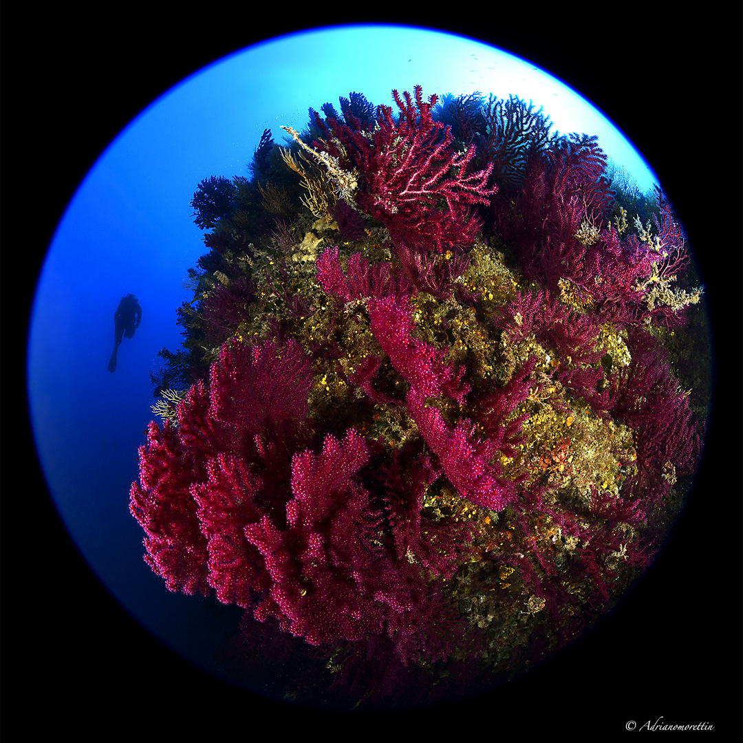 gorgonie Argentarola Foto % Immagini| paesaggi, mare, foto subacquee ...