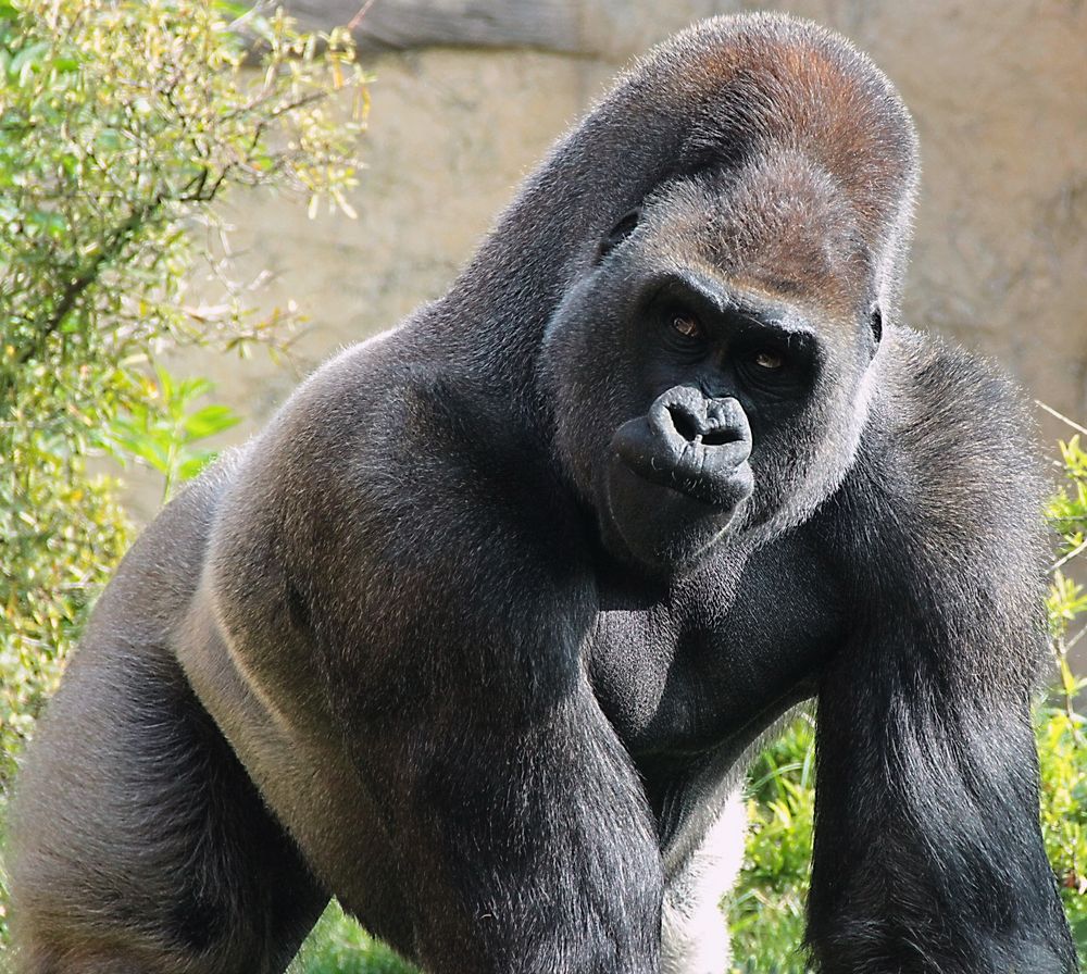 Gorilla Foto & Bild | tiere, zoo, wildpark & falknerei, zoo amneville ... Gorilla Foto & Bild | tiere, zoo, wildpark & falknerei, zoo amneville ...