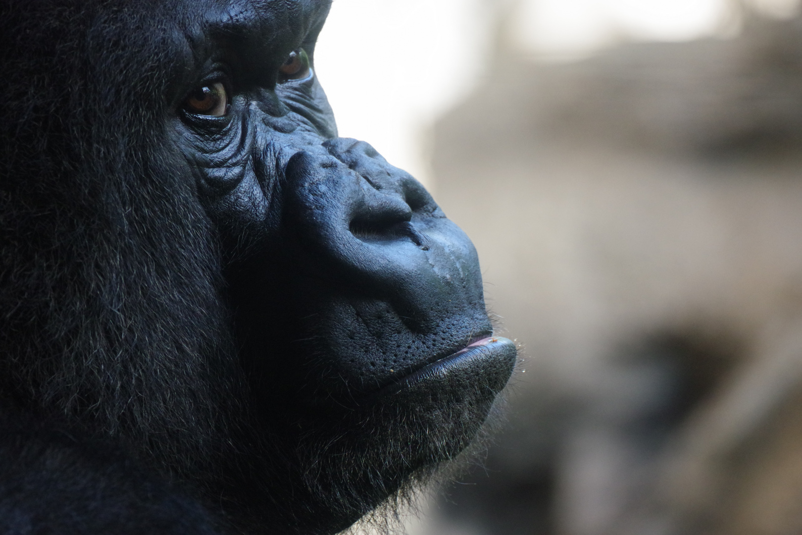Gorilla Portrait Foto & Bild | natur, zoo, tiere Bilder auf fotocommunity