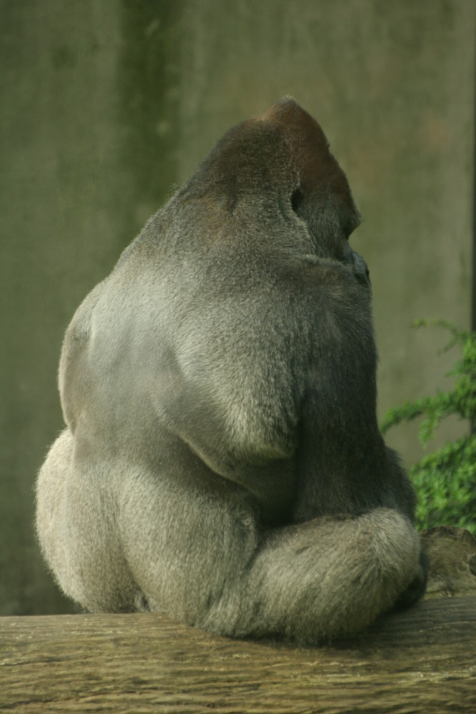 Thinking Gorilla